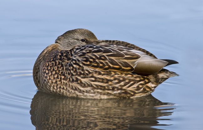 Sexualité : Pourquoi les canards colverts ont-ils adopté une vraie « culture du viol