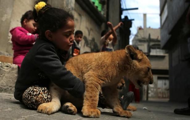 Un Gazaoui élève deux lionceaux dans sa maison