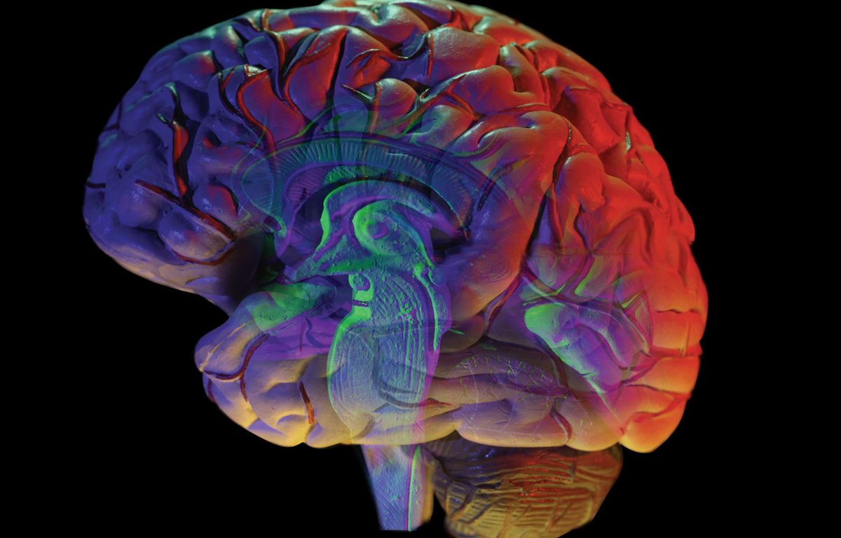Un tout petit cerveau, semblable à celui d'un cafard, créé par des ... Un tout petit cerveau, semblable à celui d'un cafard, créé par des ...