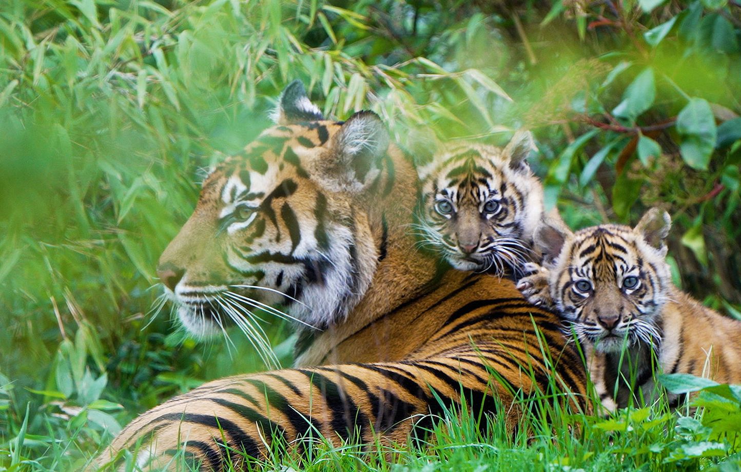 Indonésie : En voie d’extinction, les tigres chassés après des attaques meurtrières de villageois