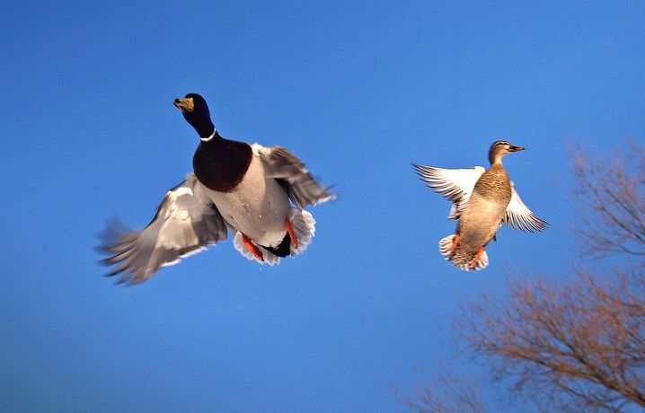Sexualité : Pourquoi les canards colverts ont-ils adopté une vraie « culture du viol