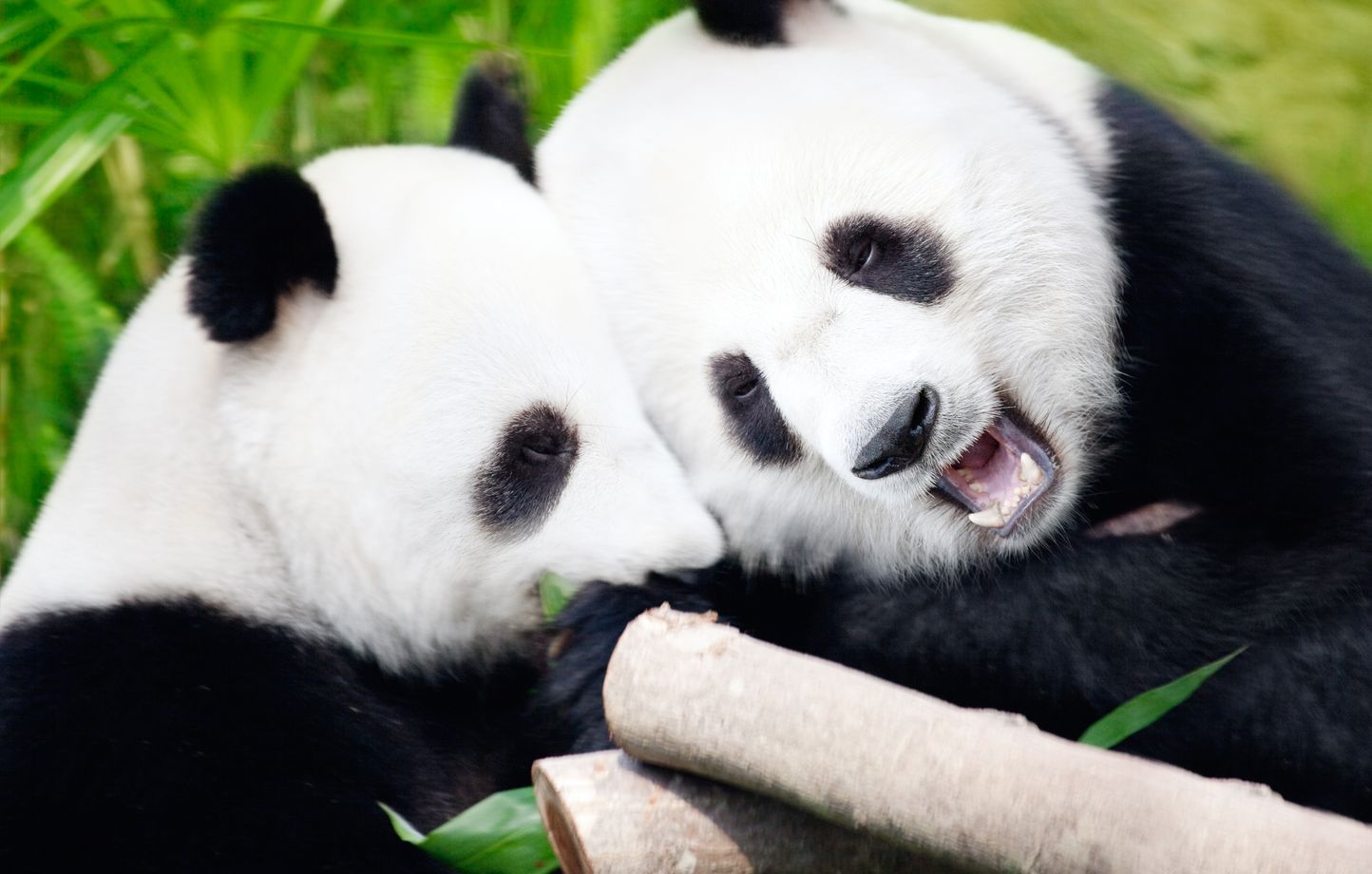 Pourquoi l’accouplement des pandas est-il si difficile